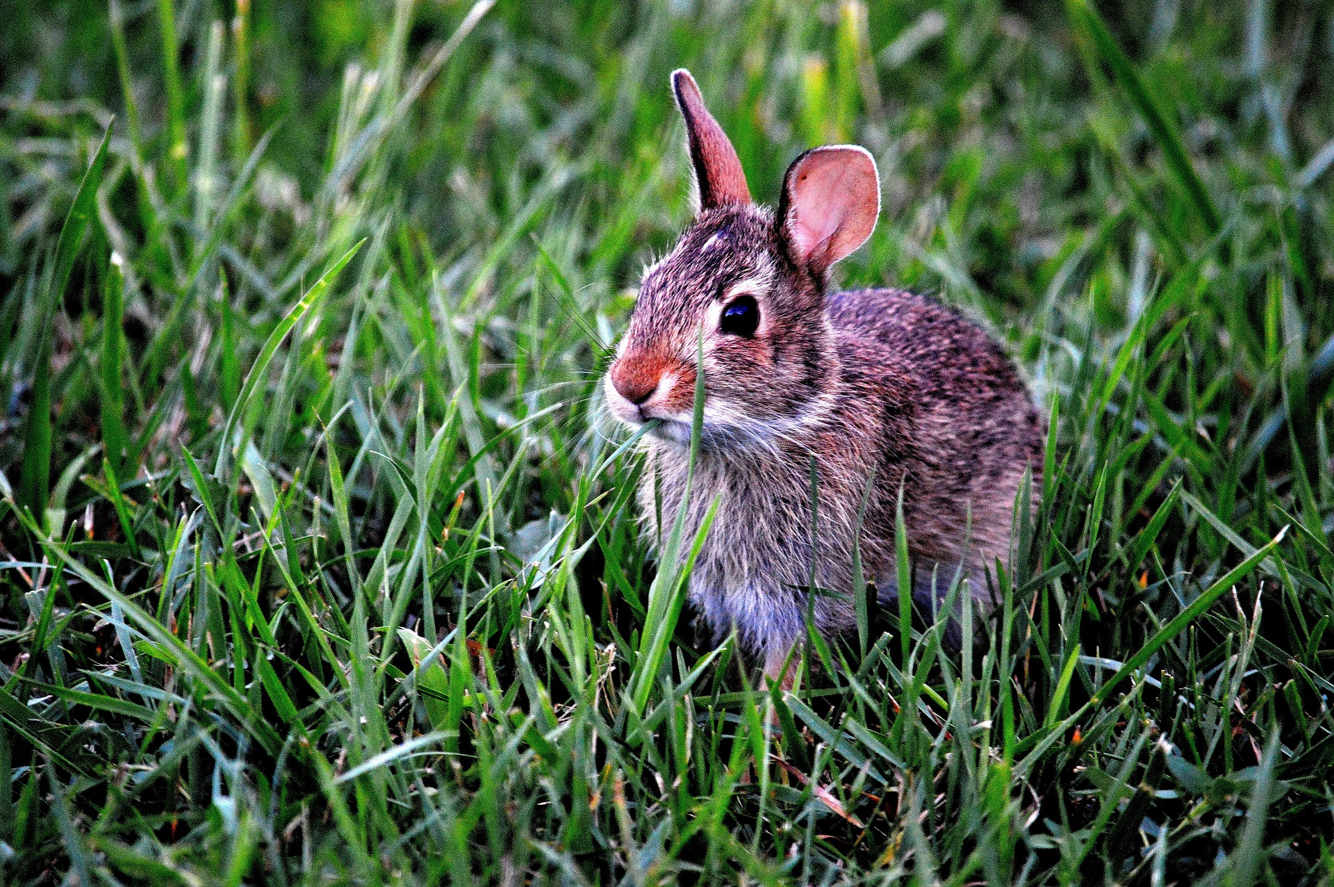 5 Tips Caring For Rabbit Teeth Quinebaug Valley Veterinary Hospital 5-tips-caring-for-rabbit-teeth-quinebaug-valley-veterinary-hospital